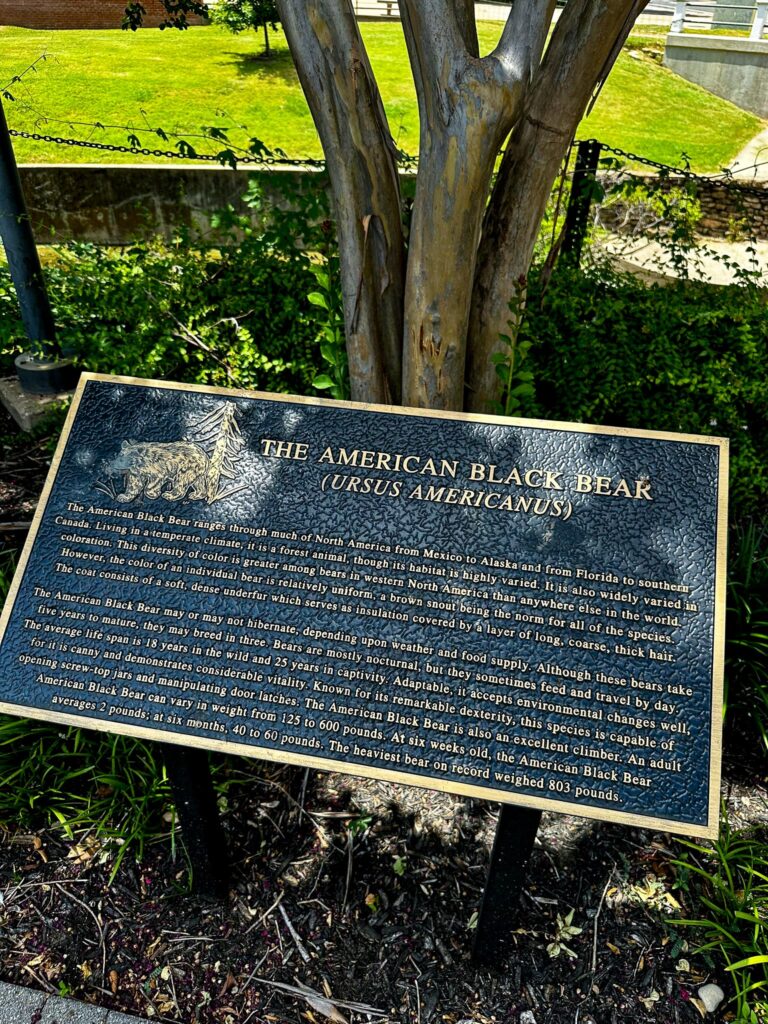 FREE In Waco: A Visit To The Baylor Bear Habitat - The Waco Things