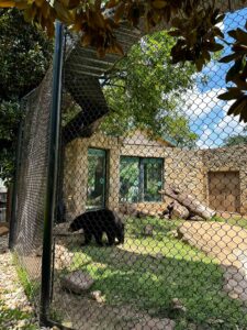 FREE In Waco: A Visit To The Baylor Bear Habitat - The Waco Things