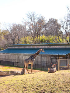 Crazy Fun Things To Do In Waco With Kids - The Waco Things